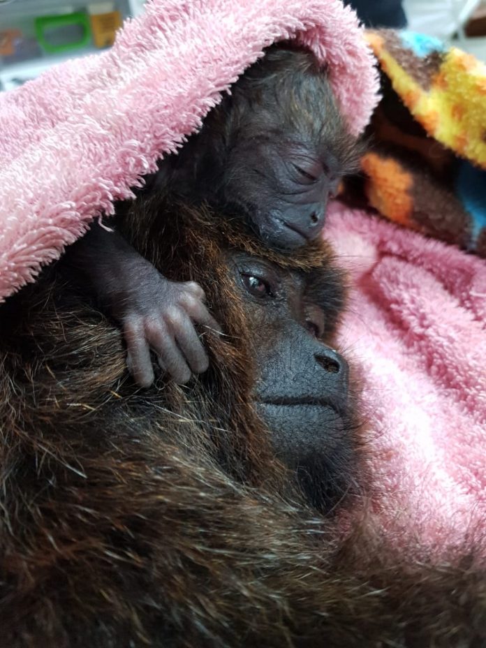 Filhote de macaco bugio nasce no Zoológico de Guarulhos - Guarulhos em Rede