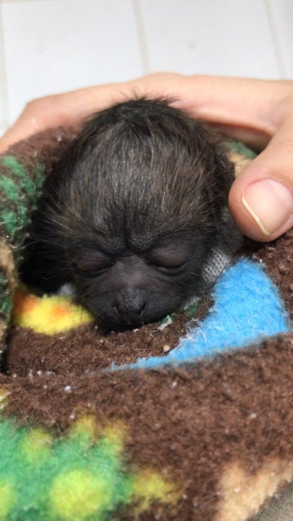 Filhote de macaco bugio nasce no Zoológico de Guarulhos - Guarulhos em Rede Filhote de macaco bugio nasce no Zoológico de Guarulhos - Guarulhos em Rede