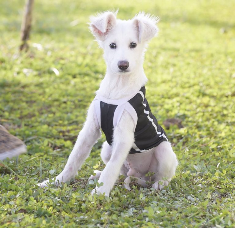Prefeitura oferece 65 vagas em cursos gratuitos para o mercado pet ... Prefeitura oferece 65 vagas em cursos gratuitos para o mercado pet ...