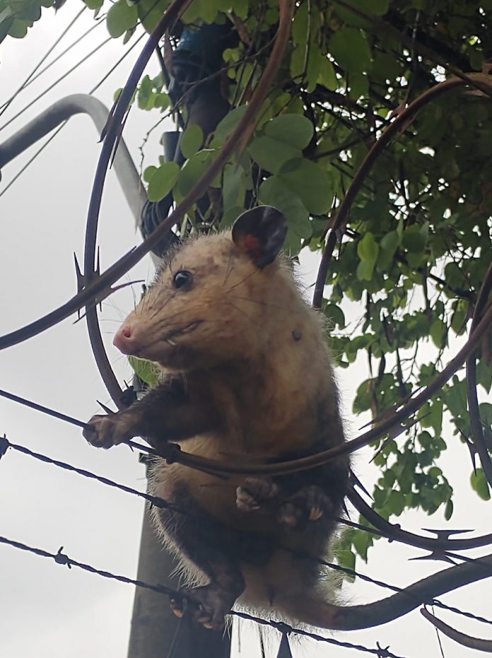 GCM Ambiental resgata saruê preso em arame farpado em condomínio do ...